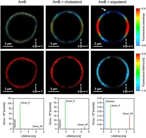 Fluorescence Anisotropy And Fluorescence Lifetime Images Of Unilamellar Download Scientific