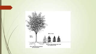 Tree Crop Interaction Under Agroforestry PPTX