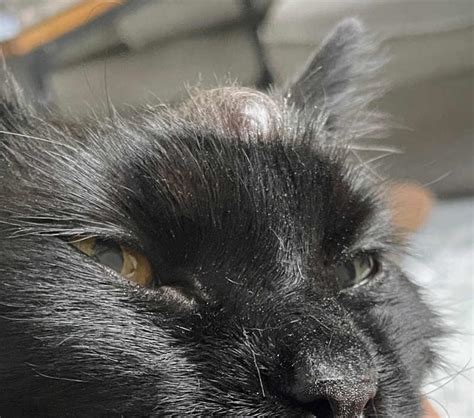 Why Is My Cat S Head Hot At Brad Schaffer Blog