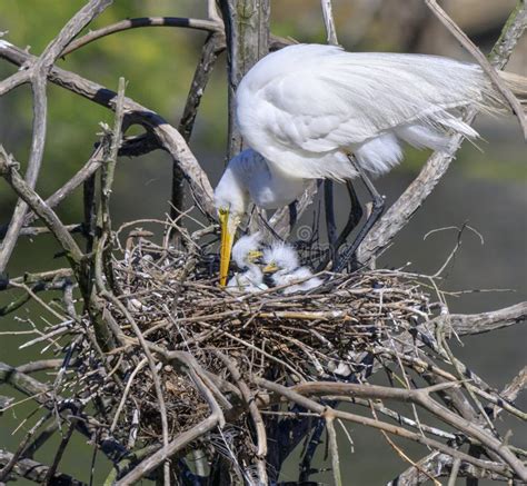 Great Egret Ardea Alba At The Nest With Newly Hatched Brooding Chicks
