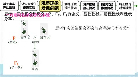 1 1孟德尔的豌豆杂交实验（一）课件 共35张ppt 人教版（2019） 必修2 遗传与进化 21世纪教育网 二一教育
