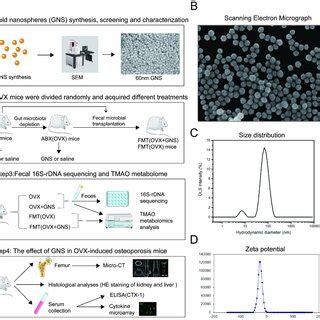 The Characterization And Main Experimental Design Of GNS A The Download Scientific Diagram