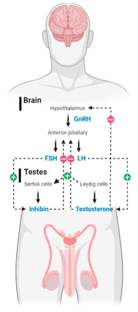 Overview Of The Hormonal Interaction In Hypothalamus Pituitary Gonadal