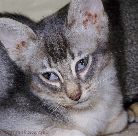 Sick Kitten Showing Nictitating Membranes Photo WP15155