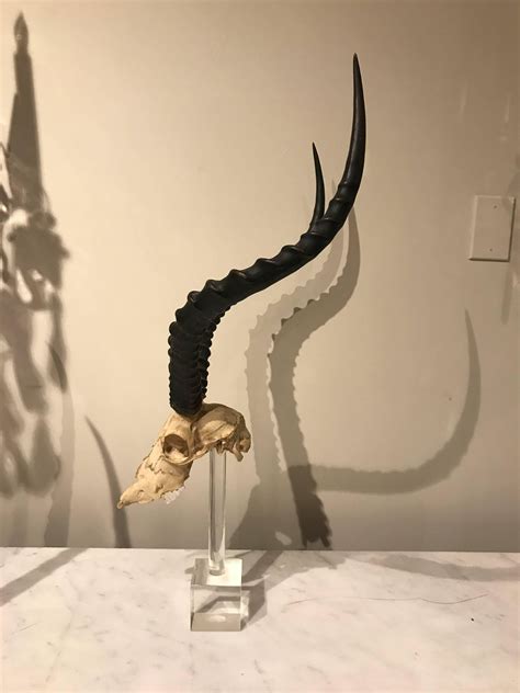 Large Suite Of Three Kudu Antelope Museum Mounted Horns And Skulls At