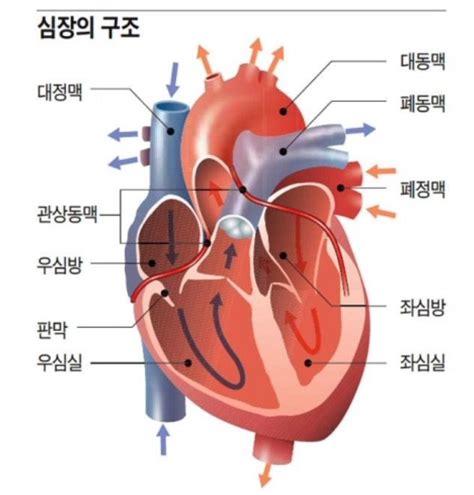 인체순환기계에 있는 핀