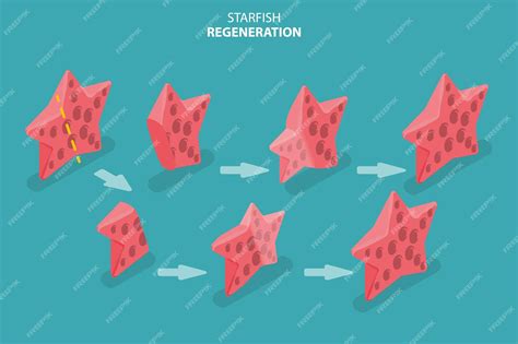 Premium Vector D Isometric Flat Vector Conceptual Illustration Of