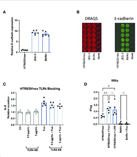 Bewo And Jeg 3 Cells But Not Htr8svneo Cells Express High Levels Of