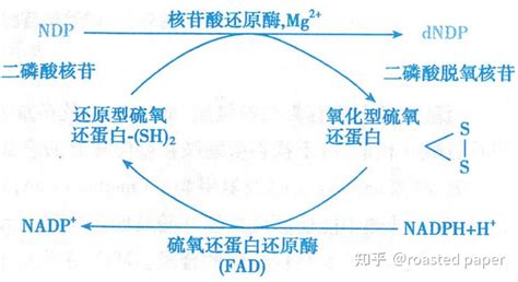 生化与分子生物学——代谢篇之核苷酸代谢 知乎