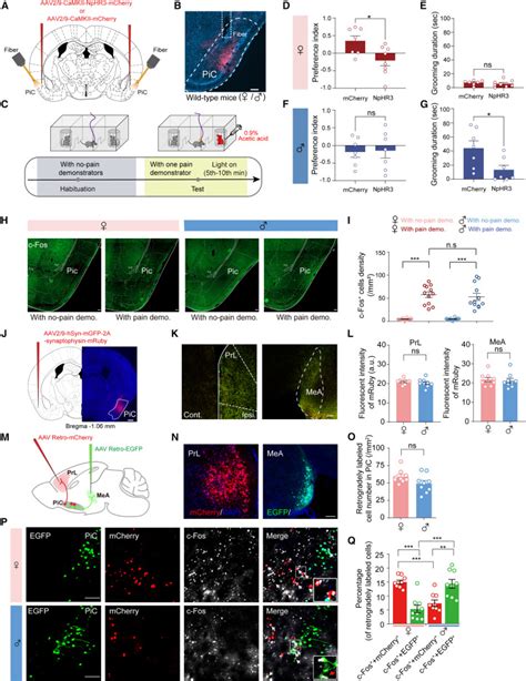 Sexually Dimorphic Control Of Affective State Processing And Empathic Behaviors Neuron
