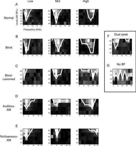 Examples Of Low Mid And High Frequency Tuning Curves Of Auditory Download Scientific