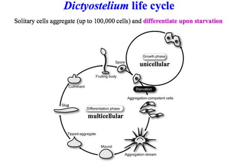 Lecture 6 Fungi Flashcards Quizlet