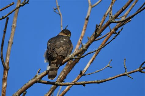 Cooper S Hawk Juvenile Stock Image Image Of Canada 318908977