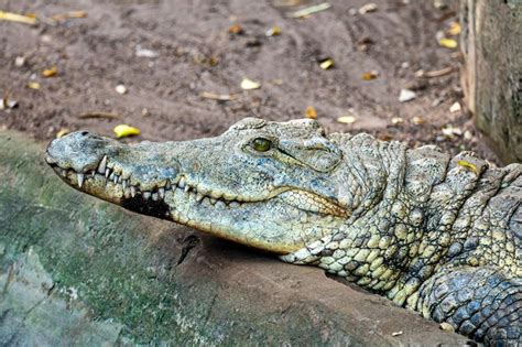 Crocodilo De água Salgada Crocodylus Porosus Em Um Retrato De Rio
