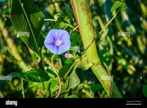 Blue Morning Glory Twined Around Corn Stalk Close Up In Daylight Stock