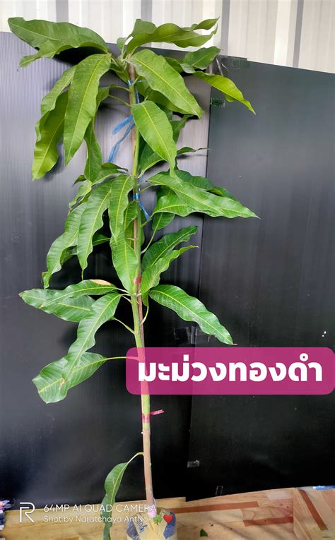มะม่วงทองดำ ขายพันธุ์ไม้นานาชนิด จัดส่งทั่วประเทศ Facebook