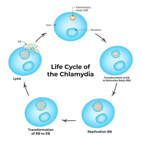 클라미디아 세포의 생명주기 핵 분해 복제 Rb 변환 Eb 터 프리미엄 벡터