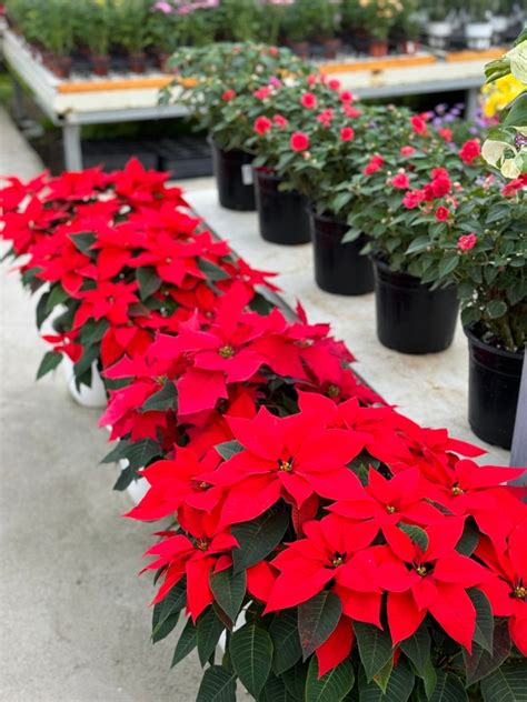 포인세티아 키우기 꽃말 네이버 블로그