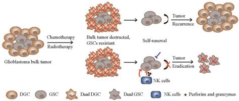 Unlocking Glioblastoma Secrets Natural Killer Cell Therapy Against Cancer Stem Cells