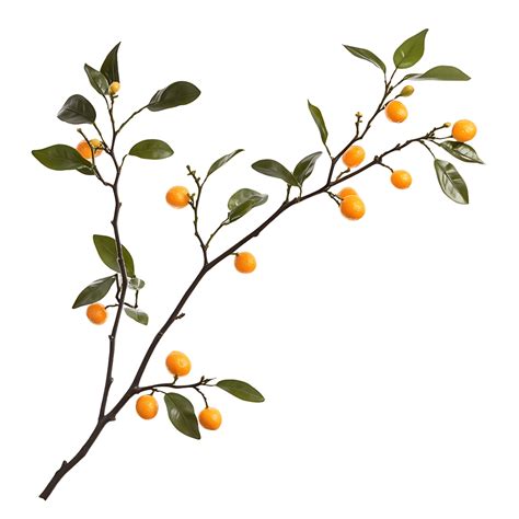 Orange Tree Branch With Green Leaves 65435625 Png
