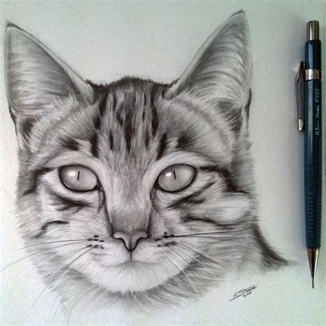 Cool Cats To Draw Drawing Tips Guide