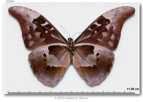 Morpho R Rhetenor Pinned Specimens