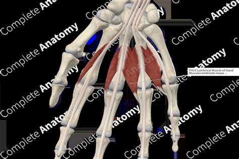 Third Lumbrical Muscle Of Hand Complete Anatomy
