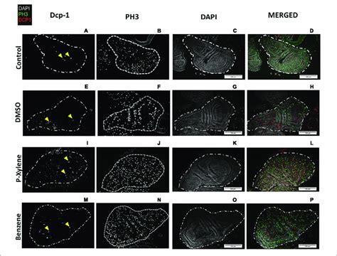 Visualization Of Dcp 1 And Ph3 Staining In Wing Imaginal Disks