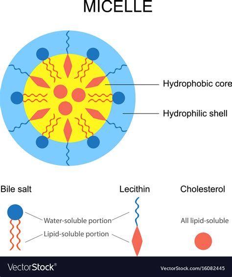 Schematic Representation A Micelle Royalty Free Vector Image