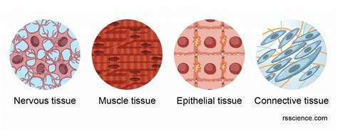 Epithelium Definition Characteristics Cell Structures Types And