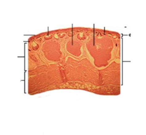 Frog Skin Diagram Quizlet