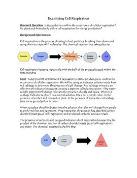 Lab Activity Examining Cellular Respiration By Youth Education Resources