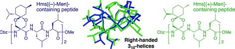 Cyclic Disubstituted Amino Acids With Menthone In Their Side