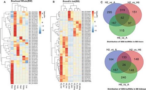 Comparative Analysis Of Long Noncoding Rnas In Long Lived Mammals