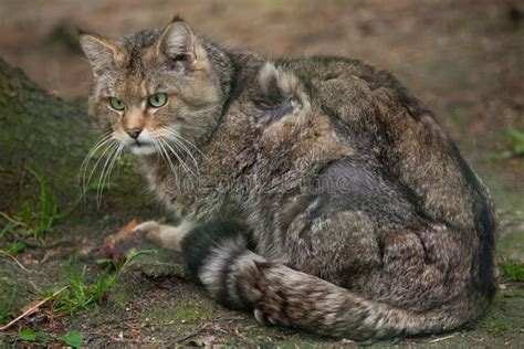 Европейская дикая кошка (silvestris Silvestris кошки) Стоковое Фото ...