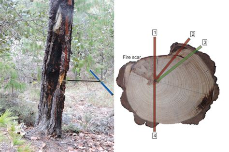 Using Tree Rings To Reconstruct Fire History Information From Forested Areas Text Page