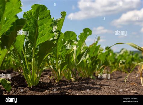 agricultural scenery of of sweet sugar beet field with blue sky