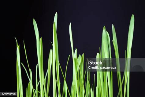 검은 색 배경에 녹색 잔디의 젊은 콩나물 부드러운 선택적 초점의 녹색 잔디 0명에 대한 스톡 사진 및 기타 이미지 0명 건강한 식생활 검은색 Istock