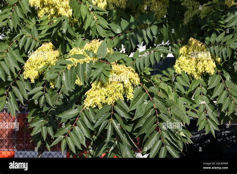 Leaves And Seed Pods Of A Gigantic Female Ailanthus Tree Ailanthus Altissima Tree Of Heaven