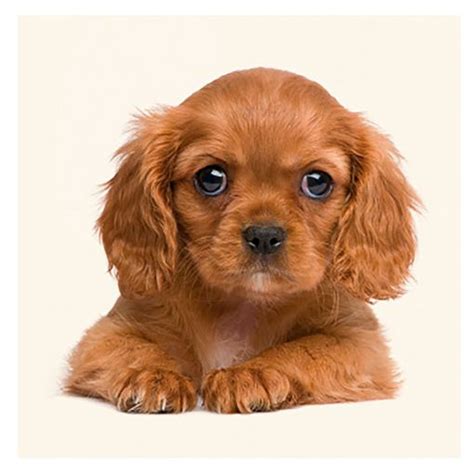 Magnet And Steel Tarjeta Cachorro Cavalier Rubí Con Ofertas En Carrefour