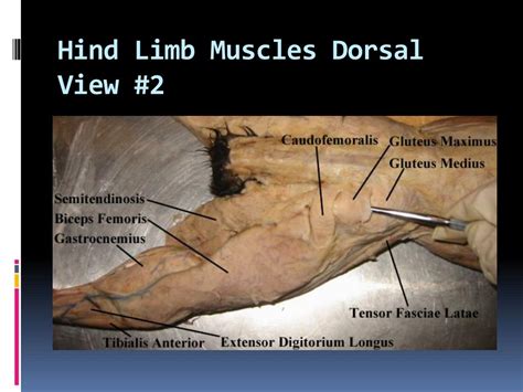 Ppt Cat Dissection Powerpoint Presentation Free Download Id2928073