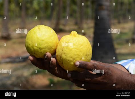 Harvested Riped Citron Fruits In A Small Citron Farm In Tamil Nadu