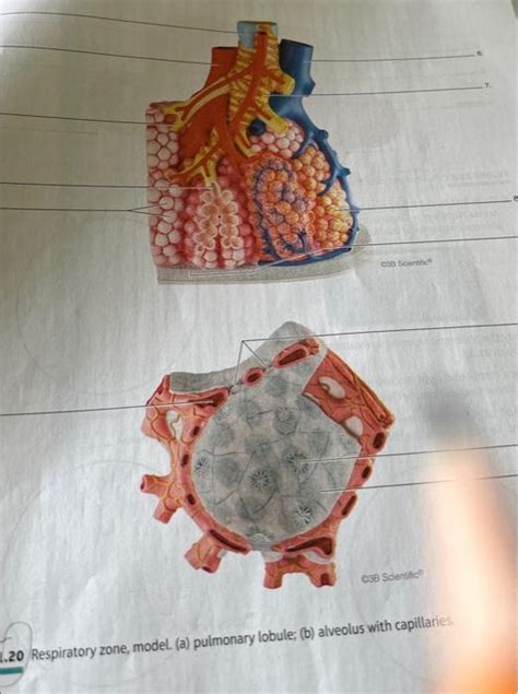 Ⓒ3b Scientific C3b Scientific 1 20 Respiratory Zone