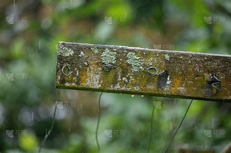 雨中的老木头