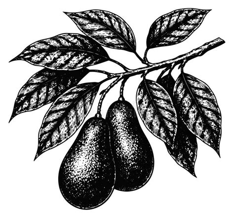 Hand Drawn Line Art Illustration Of An Avocado Branch Depicting Ripe