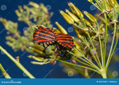 Mating Italian Striped Bugs Stock Image Image Of Minstrel Lineatum 55675481