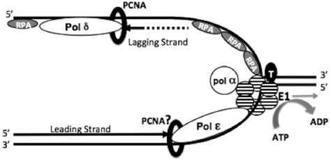 Interactions At The Hpv Replication Fork The Replicative Helicase E1 Download Scientific