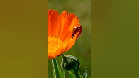 🐞სად ცხოვრობენ ჭიამაიები🐞 Youtube