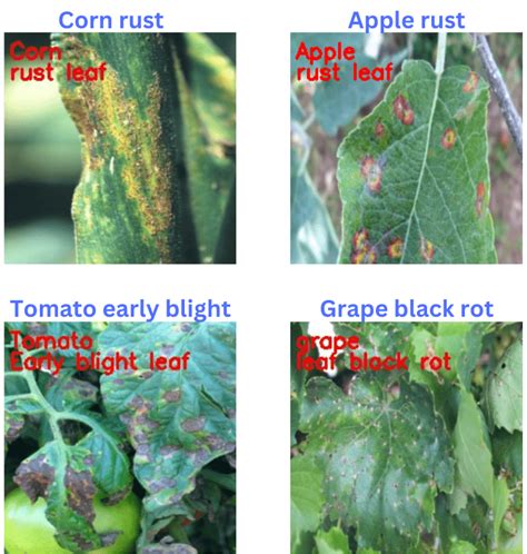 Plant Disease Recognition Using The Plantdoc Dataset And Pytorch