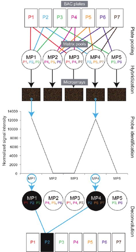 Schematic Of Bac Pooling Microarray Hybridization And Deconvolution Download Scientific